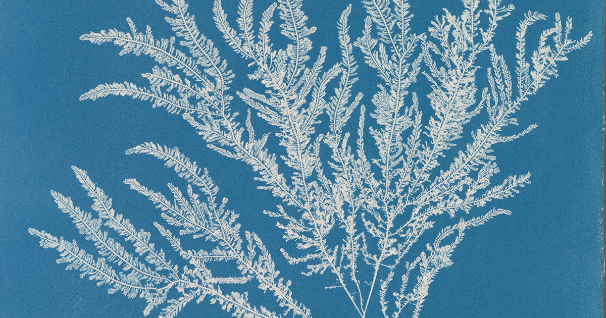 ‘Ptilota sericea’ by Anna Atkins from Photographs of British Algae ...
