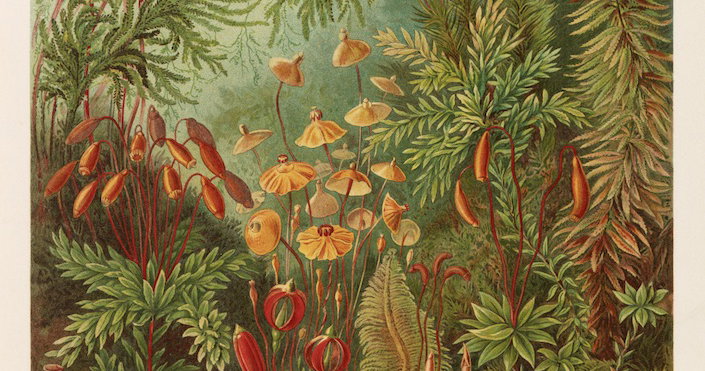 ‘Plate 72, Muscinae’ by Ernst Haeckel from Kunstformen der Natur (1904 ...