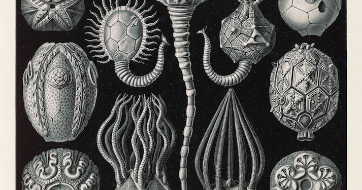 ‘Plate 90, Cystoidea’ by Ernst Haeckel from Kunstformen der Natur (1904 ...