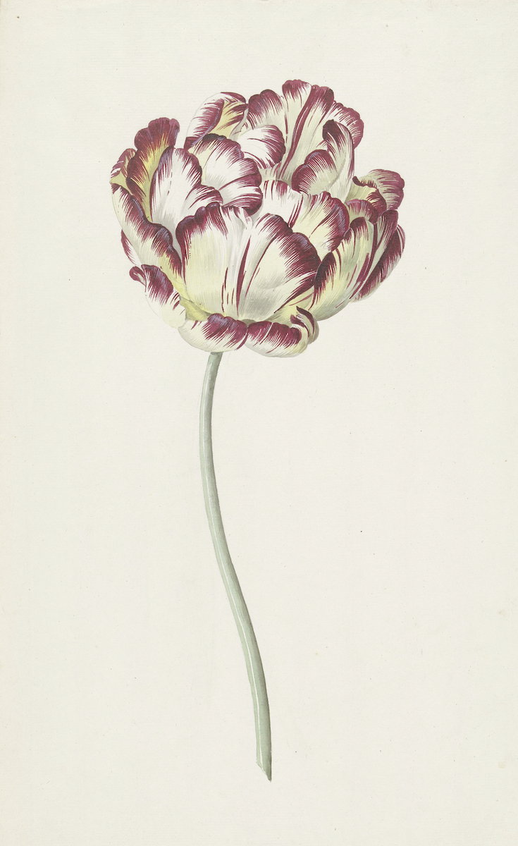 ‘Tulip’ by Louis Moritz (ca. 1805) | Public Domain Image Archive